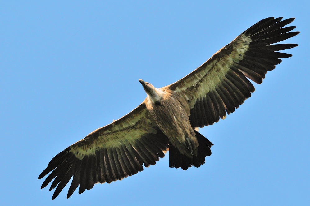 Images tagged "beloglavi-jastreb" | DOPPS