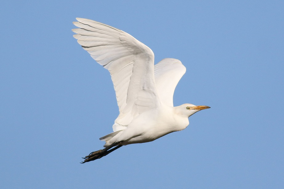 Čaplje in bobnarice | DOPPS