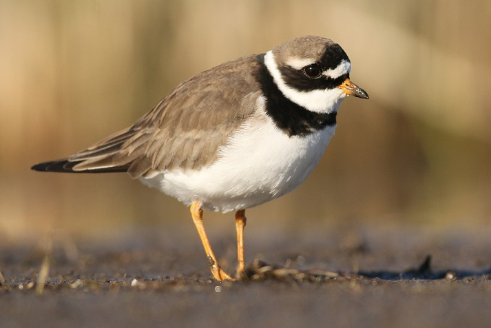 Images tagged "komatni-dezevnik" | DOPPS