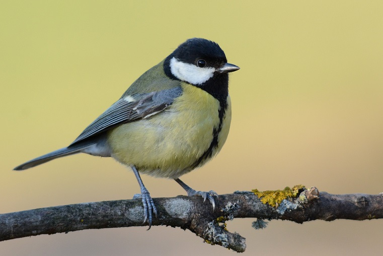 Sinice in druge | DOPPS