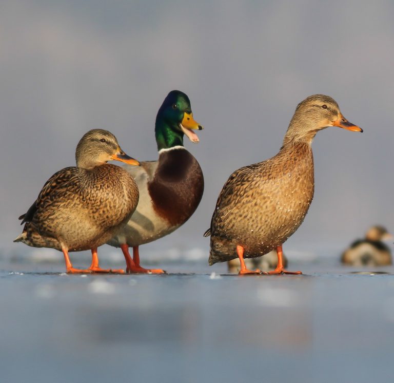 Enoletni monitoring ptic na in ob reki Dravi v letu 2021 | DOPPS