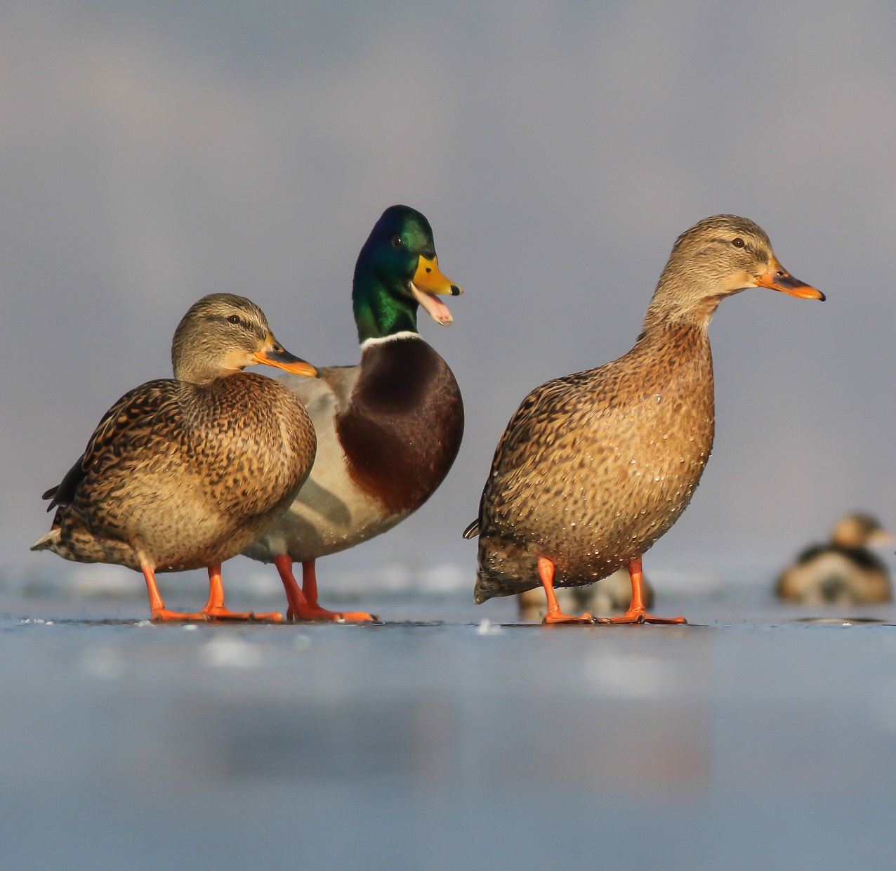 Enoletni monitoring ptic na in ob reki Dravi v letu 2021 | DOPPS