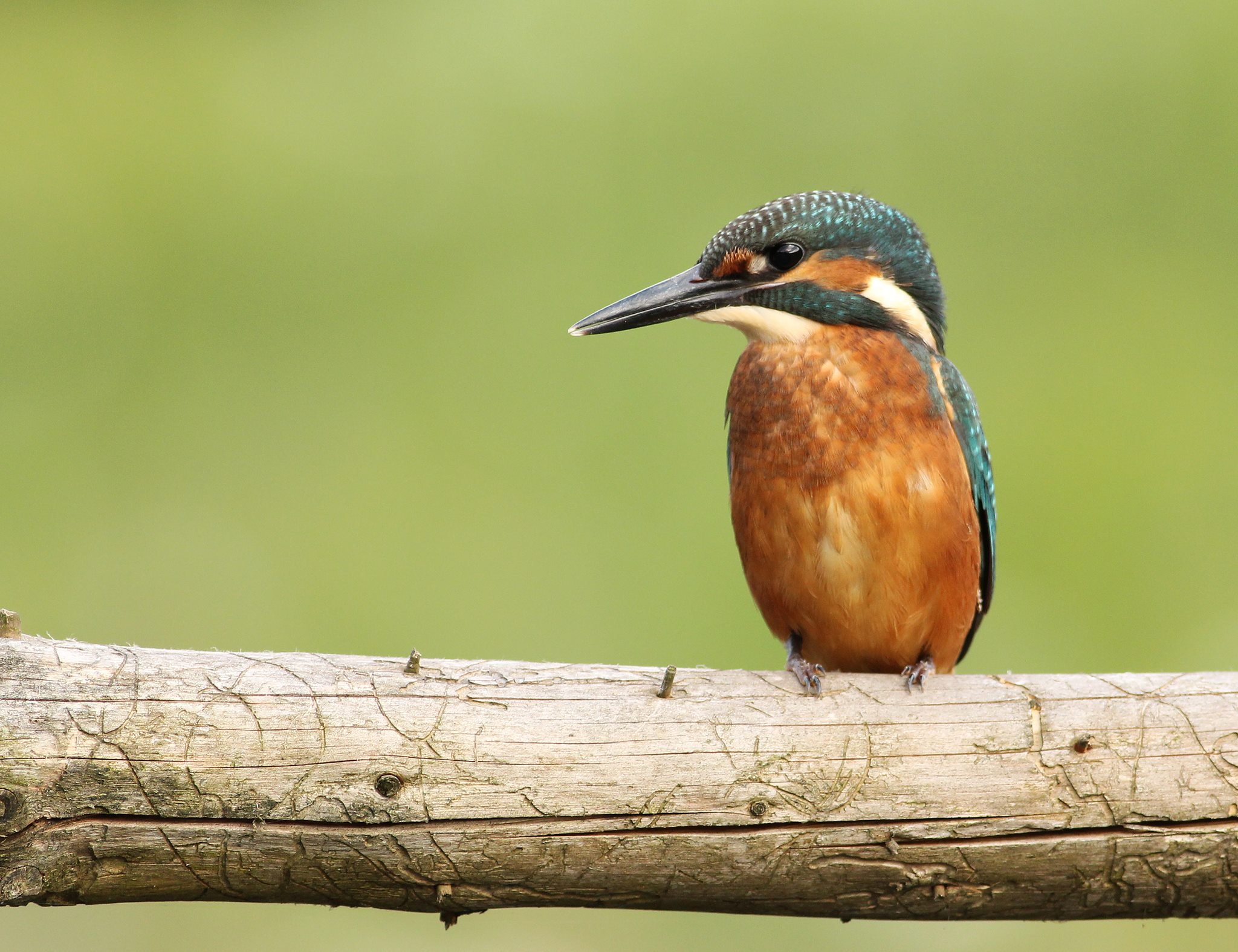 2014_11_10_vodomec_Jure_Novak | DOPPS