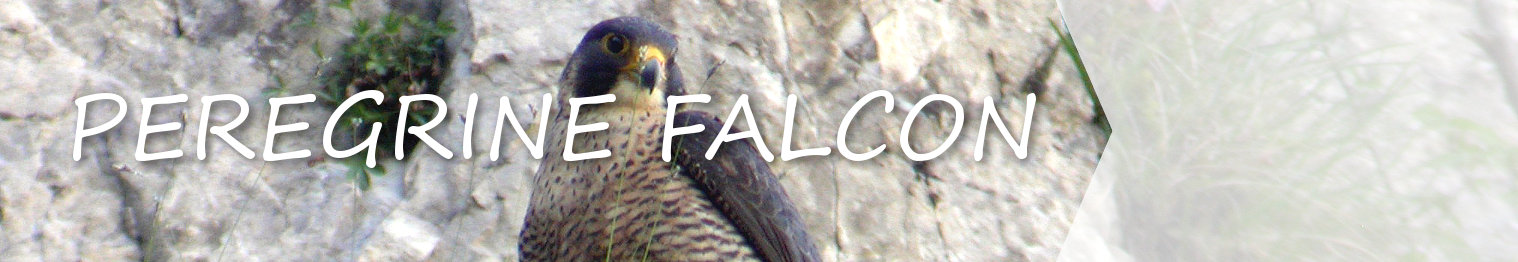 pasica_sokol_selec_en | DOPPS