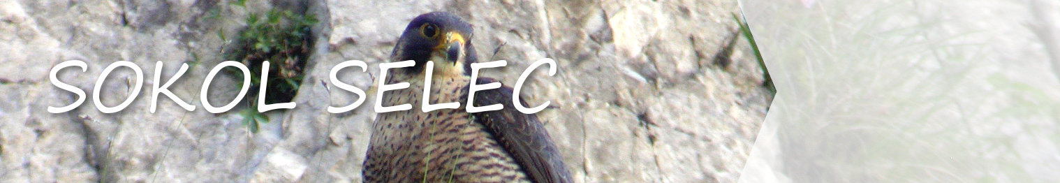 pasica_sokol_selec_sl | DOPPS