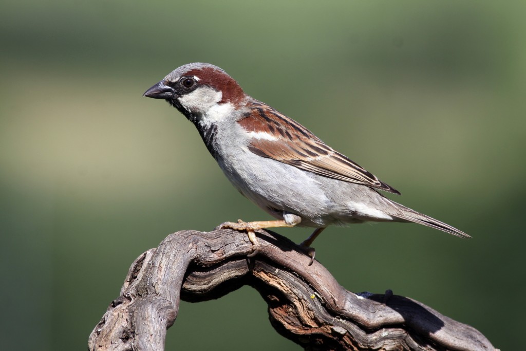 Ptice okoli doma | DOPPS