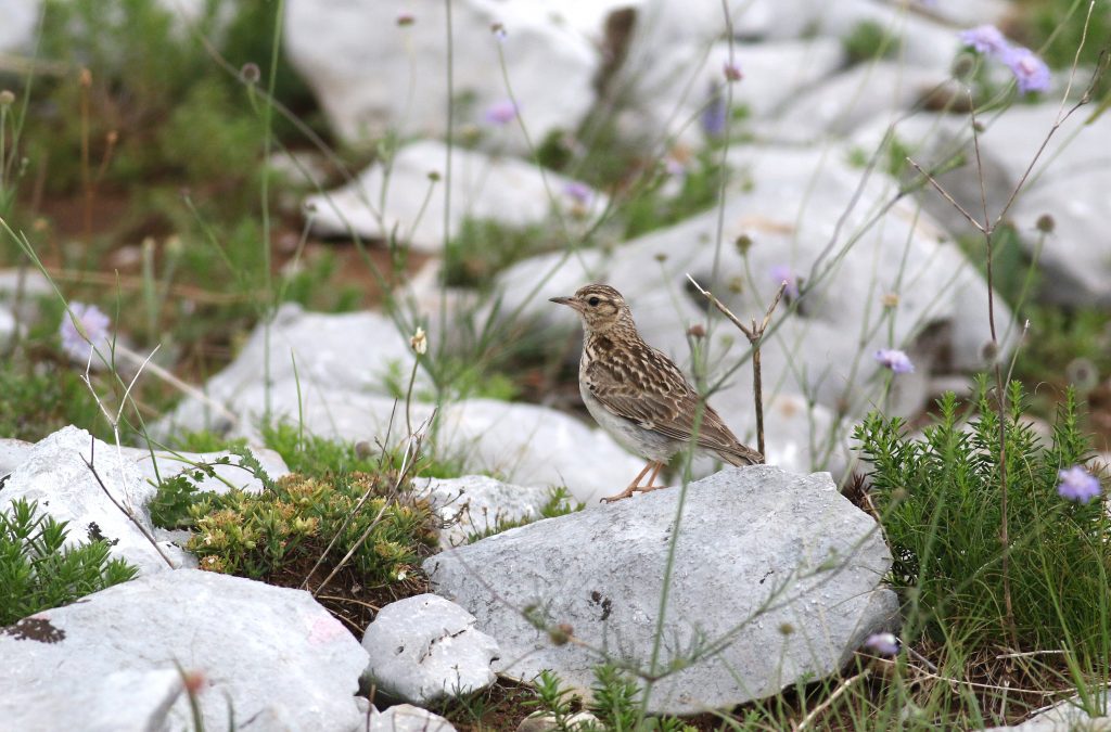 Portret ptice | DOPPS