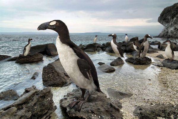 SP0120_E1_Pinguinus impennis A5_Roman Uchytel, httpsprehistoric-fauna ...