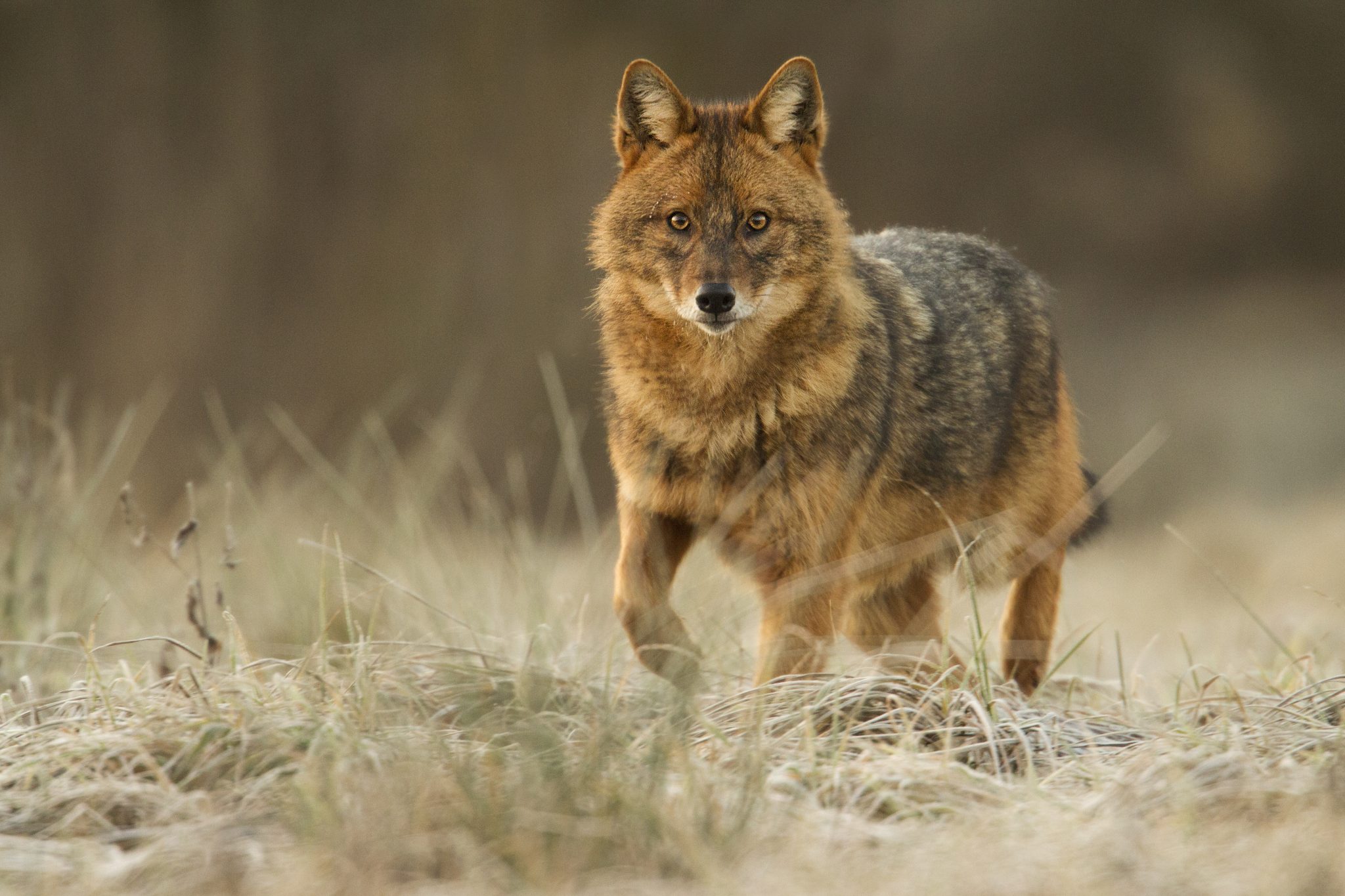 Opazno širjenje življenjskega prostora ŠAKALA (Canis aureus) se je ...