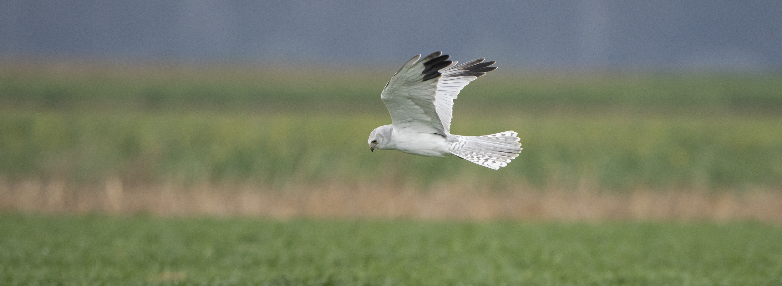 SP0320_H2_stepski_Jure Novak_stepar mužjak | DOPPS