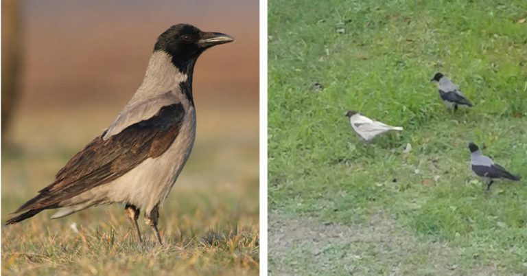 Je to res bela vrana? | DOPPS