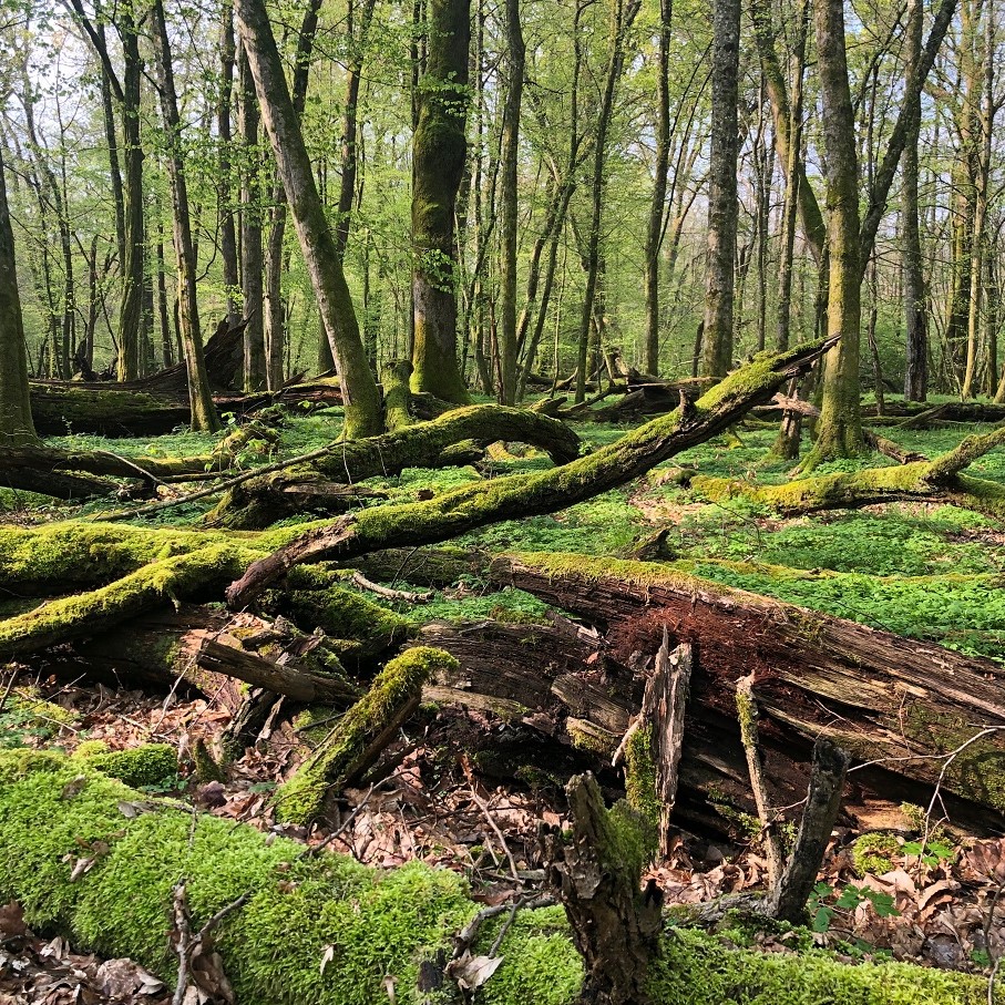 krakovski_gozd_foto-AlenPloj | DOPPS