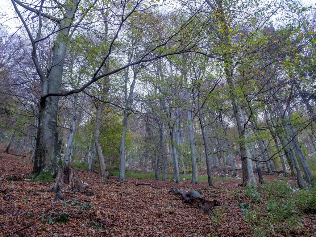 Obeta se nam več naravi prepuščenih gozdov | DOPPS