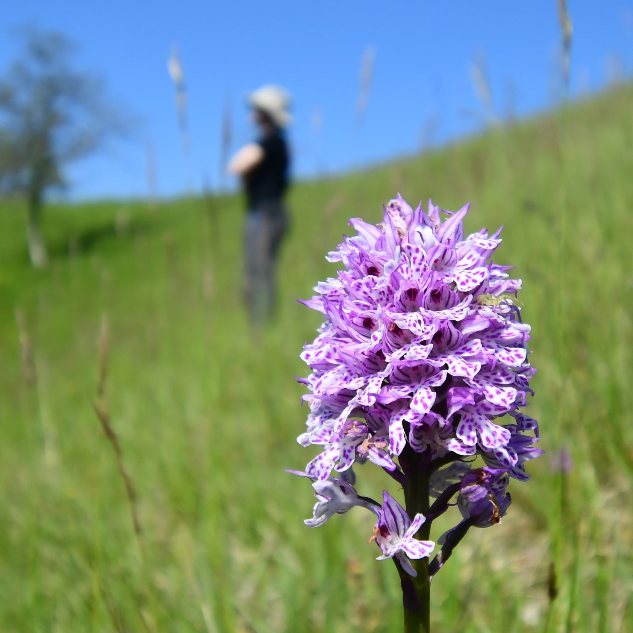trizoba_kukavica_foto-AleksanderKozina_naslovna | DOPPS