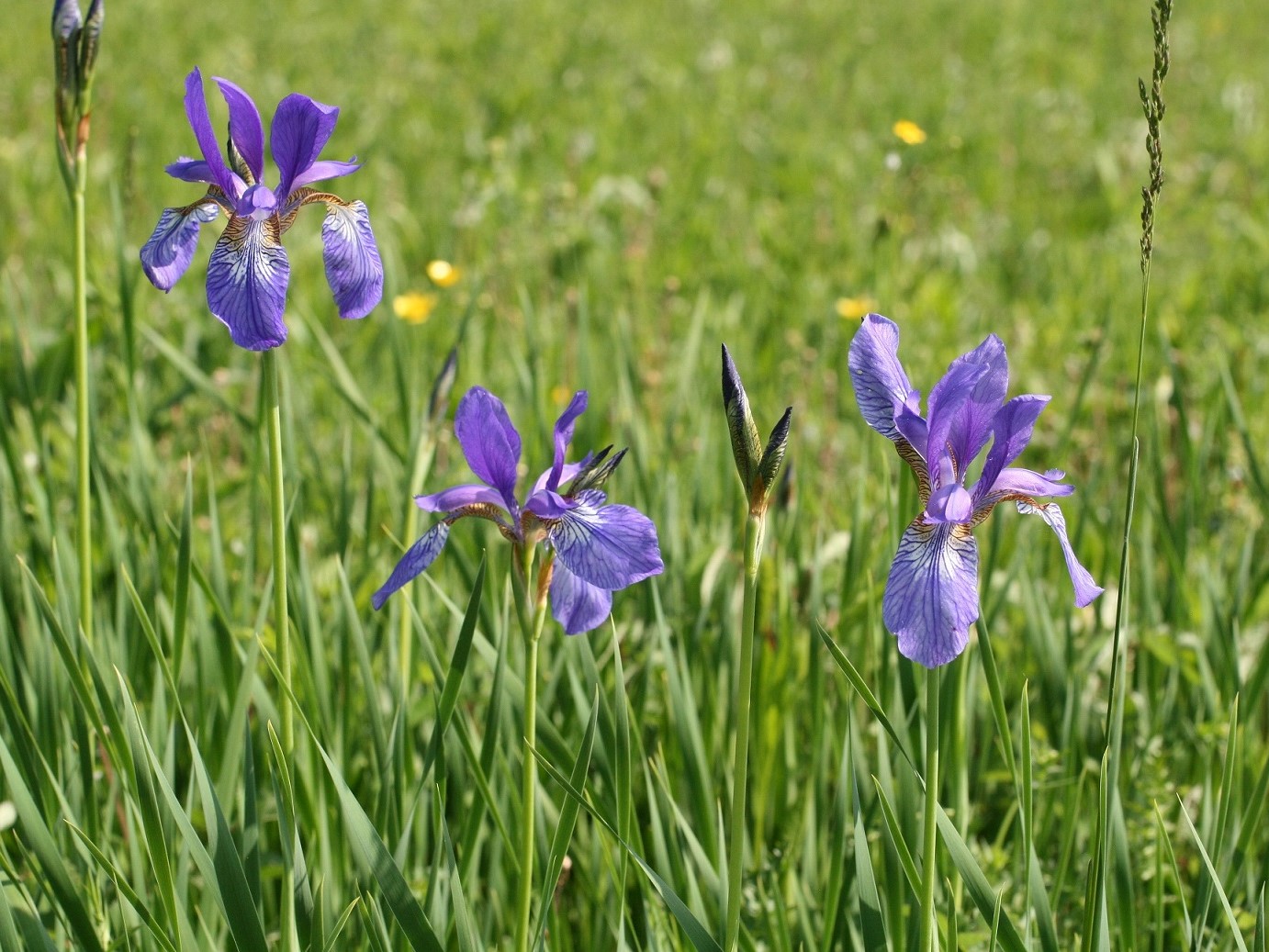 HT3180_Sibirska perunika_Planinsko polje1 | DOPPS