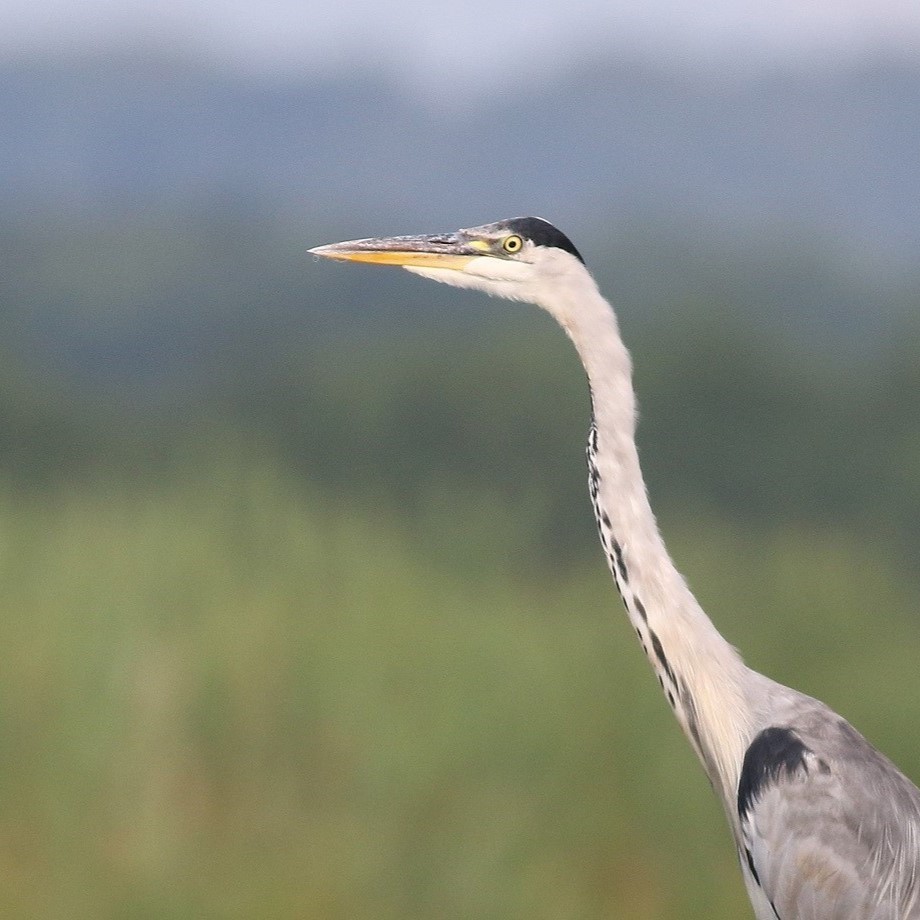 siva-čaplja-alen_ploj_naslovna | DOPPS