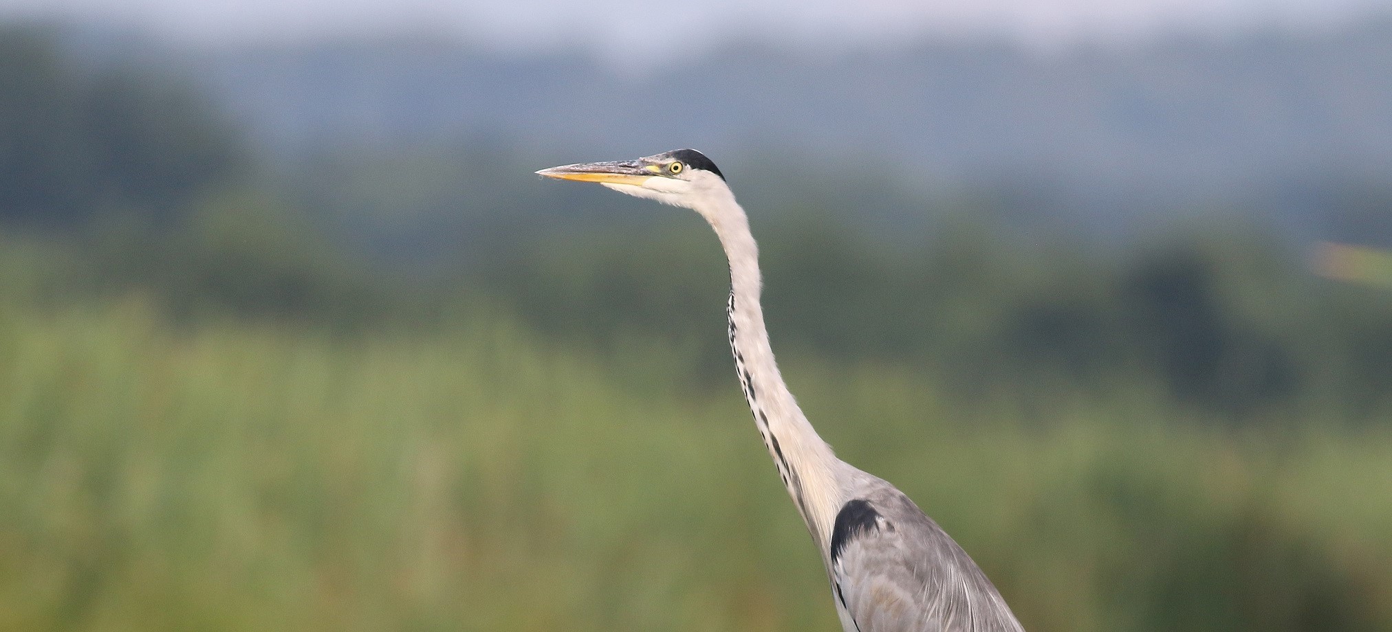 siva-čaplja-alen_ploj_spletna | DOPPS