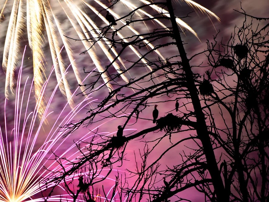 birds_fireworks | DOPPS